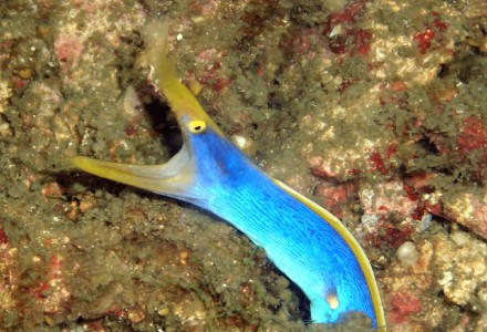 Ribbon Eel l Startling Creature - Our Breathing Planet