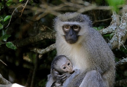 Vervet Monkey l Remarkable Primate - Our Breathing Planet