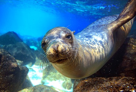 Mediterranean Monk Seal l Adorable - Our Breathing Planet