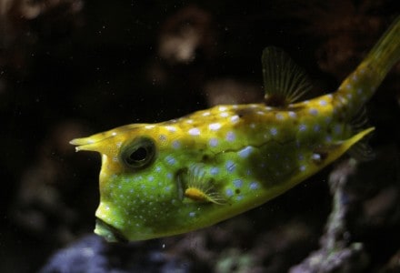 Boxfish l Dazzling Small Creature - Our Breathing Planet
