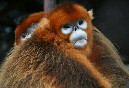 Breathtaking Primates of the World l Our Breathing Planet