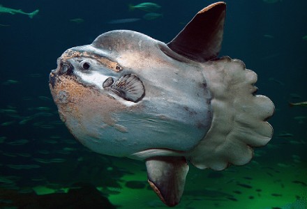 Mola Mola l Incredible Bony Fish - Our Breathing Planet