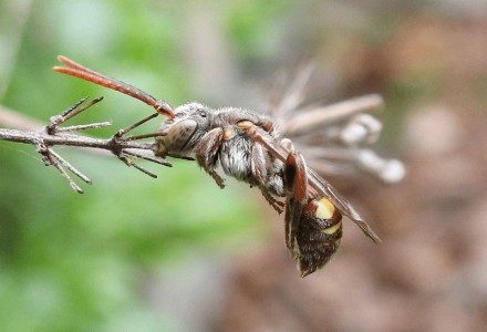 Cuckoo Bee l Fascinating Parasite - Our Breathing Planet