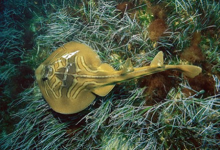 Fiddler Ray l Amazing Guitarfish - Our Breathing Planet