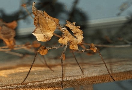 Devil's Flower Mantis l Remarkable - Our Breathing Planet