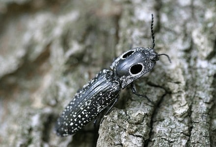 Click Beetle l Charming Invertebrate - Our Breathing Planet