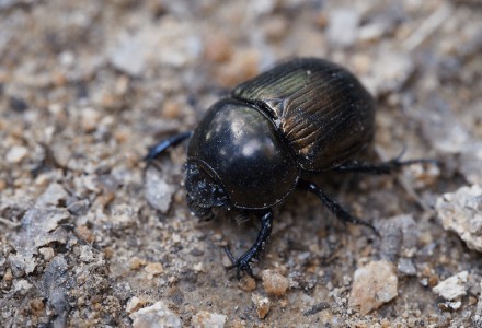 Scarab Beetle l Fascinating History - Our Breathing Planet