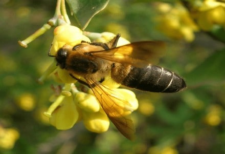 Himalayan Honey Bee l Astounding - Our Breathing Planet
