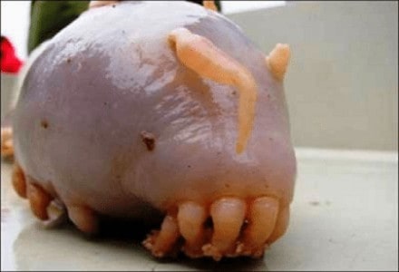 Sea Pig l Startling Sea Creature - Our Breathing Planet