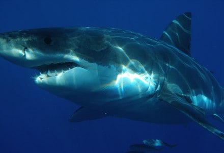 6 Marine Apex Predators l Deadly Efficient - Our Breathing Planet