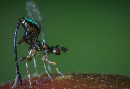 Fig Wasp l Remarkable Coevolution - Our Breathing Planet