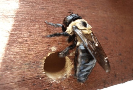 Carpenter Bee | Fascinating Variety - Our Breathing Planet