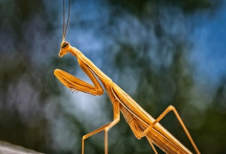 Brown Mantis l Highly Aggressive - Our Breathing Planet