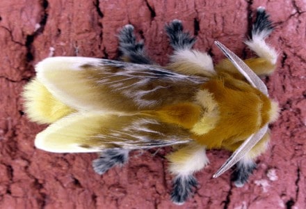 Southern Flannel Moth l Deceptive - Our Breathing Planet