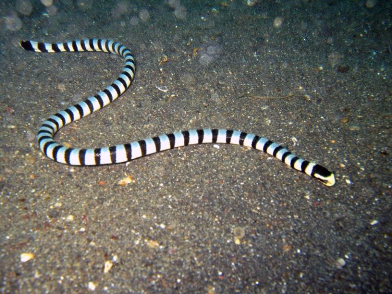 Black Banded Sea Krait l Remarkable - Our Breathing Planet