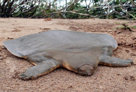 Cantor's Giant Softshell Turtle l Odd - Our Breathing Planet