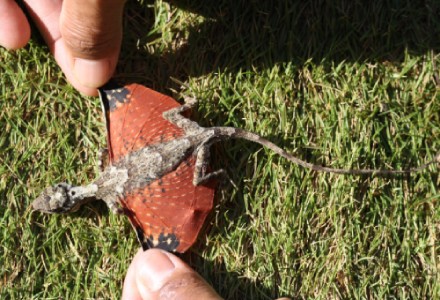 Draco Volans l Amazing Pseudo-Dragon - Our Breathing Planet