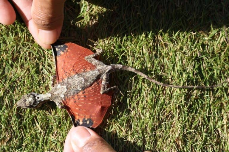 Draco Volans l Amazing Pseudo-Dragon - Our Breathing Planet