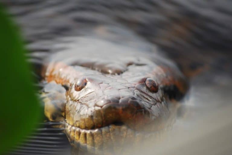 Green Anaconda l Memorable Huge Snake - Our Breathing Planet