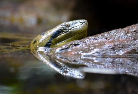 Green Anaconda l Memorable Huge Snake - Our Breathing Planet