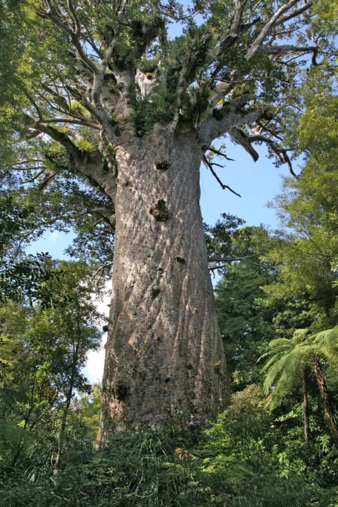 Kauri Tree l Magnificent Girth - Our Breathing Planet