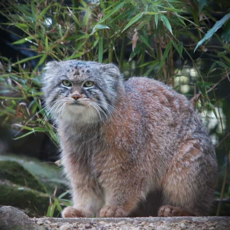 Pallas Cat l Exquisite Wild Feline - Our Breathing Planet