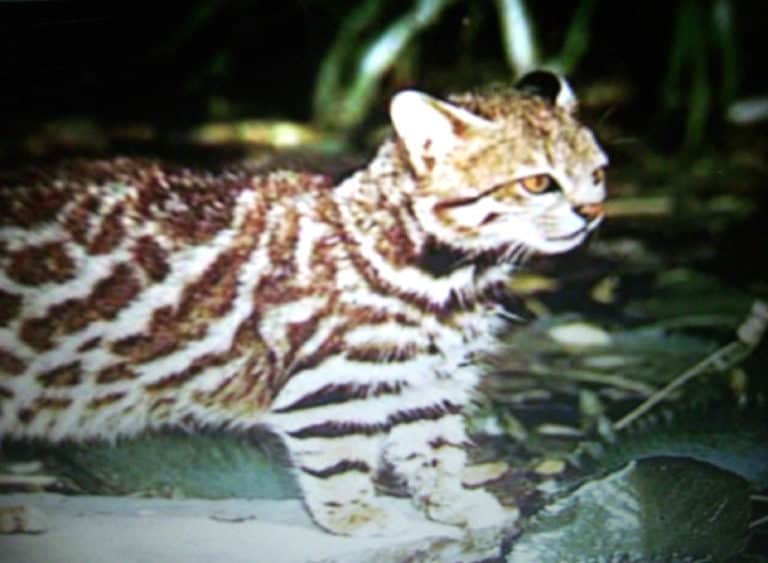 Pampas Cat l Threatened Small Wildcat - Our Breathing Planet