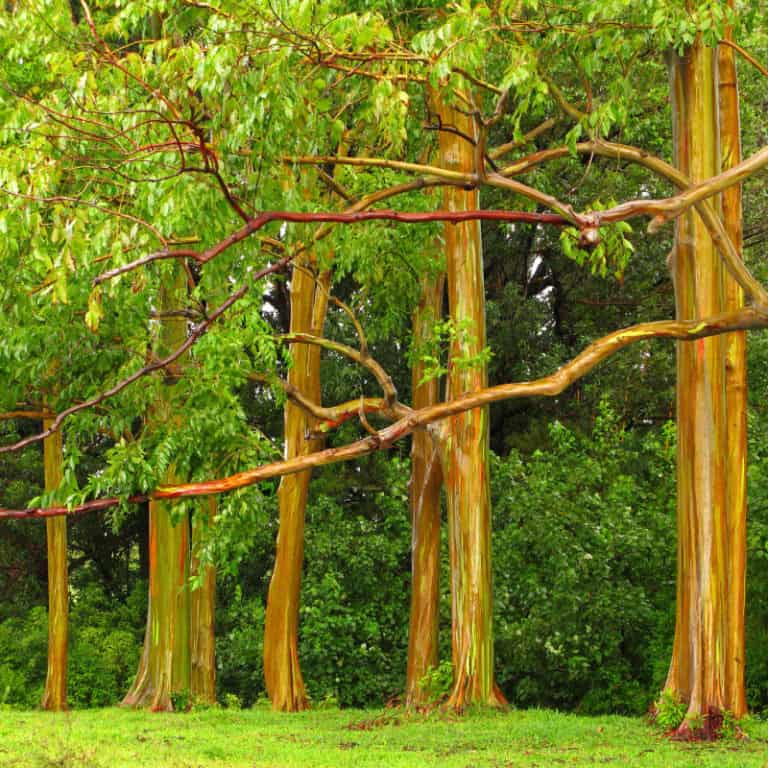 Rainbow Eucalyptus l Beautiful Colors - Our Breathing Planet