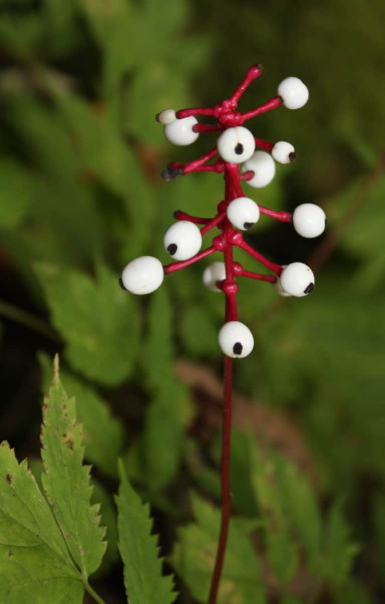 Doll's Eye l Weird Toxic Plant - Our Breathing Planet