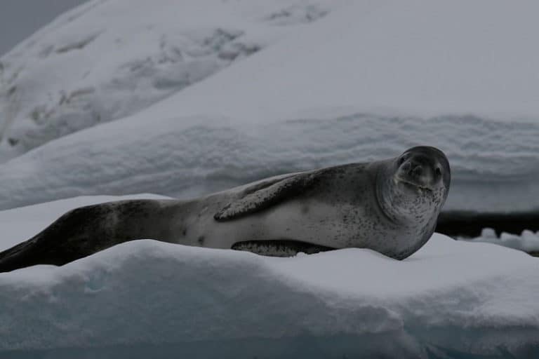 Baikal Seal l Utterly Unique Small Pinniped - Our Breathing Planet