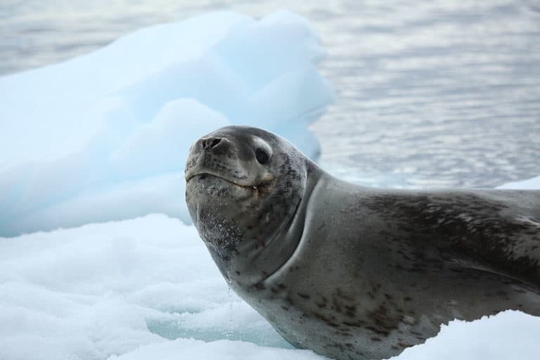 Leopard Seal l Vicious Predator - Our Breathing Planet