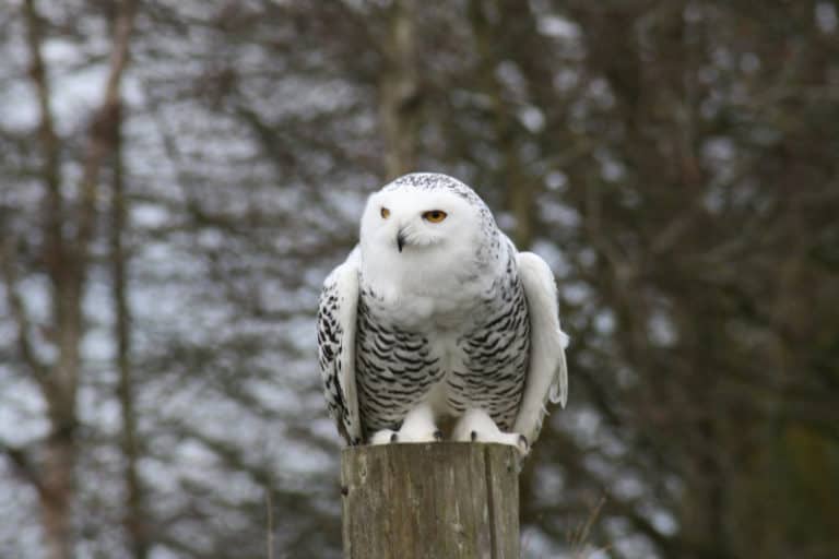 Snowy Owl l Stunning Arctic Bird - Our Breathing Planet