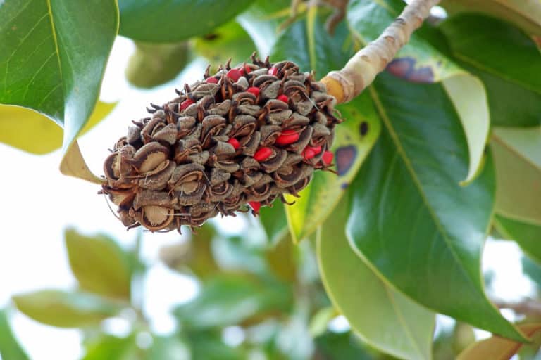 Southern Magnolia l Lovely Evergreen - Our Breathing Planet