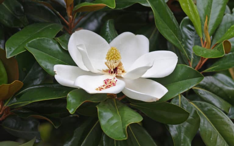 Death Apple Tree l Highly Toxic Flora - Our Breathing Planet