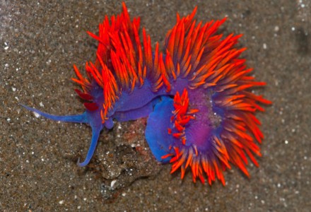 Spanish Shawl l Stunning Sea Slug - Our Breathing Planet