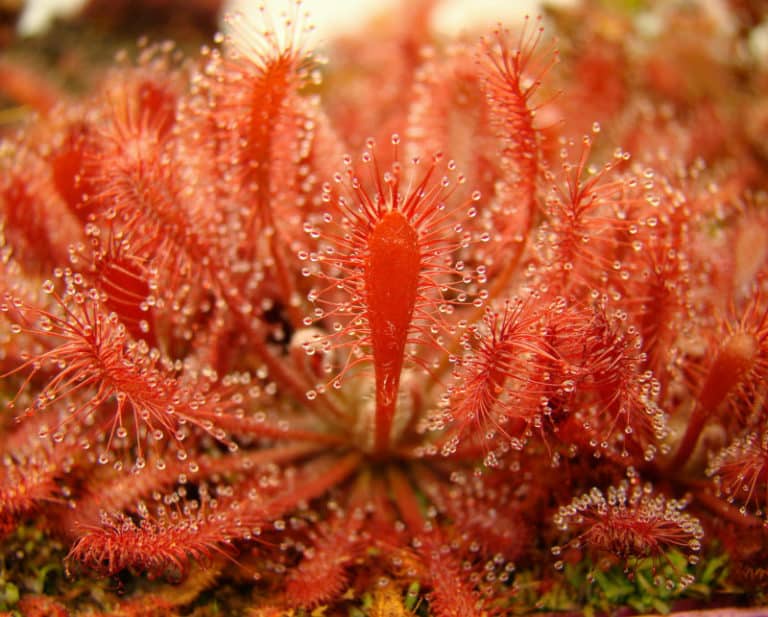 Sundew l Remarkable Carnivorous Genus - Our Breathing Planet