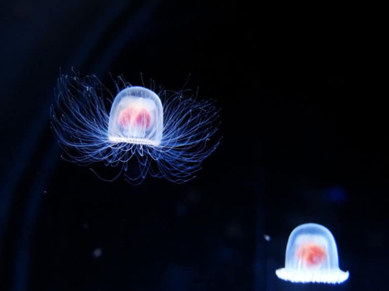 Tiburonia granrojo l Very Remarkable Creature - Our Breathing Planet