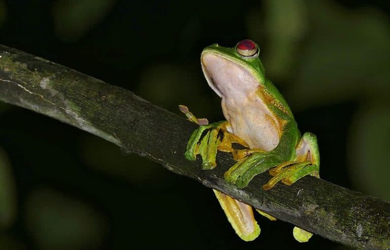 Wallace's Flying Frog l Uniquely Odd - Our Breathing Planet