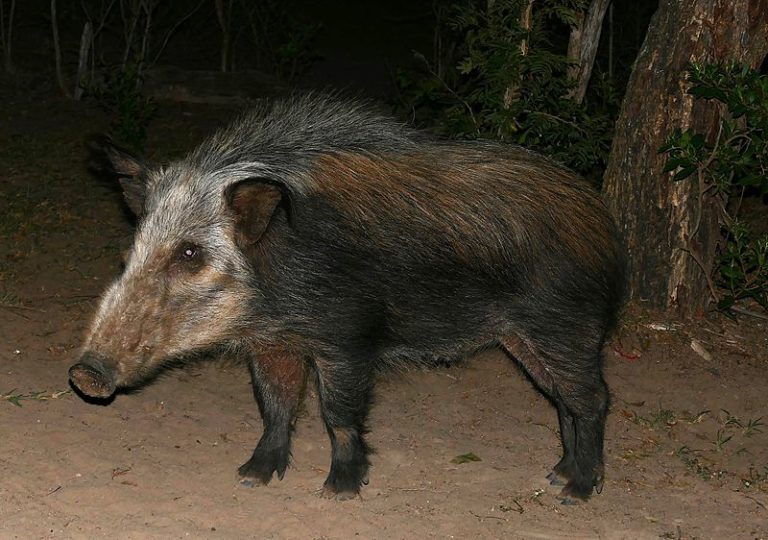 African Bush Pig l Powerful Wild Boar - Our Breathing Planet