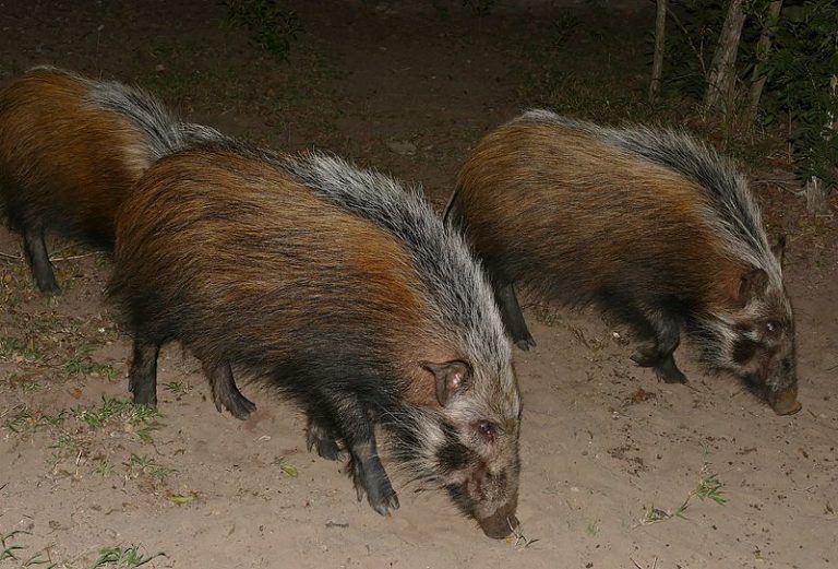 African Bush Pig l Powerful Wild Boar - Our Breathing Planet