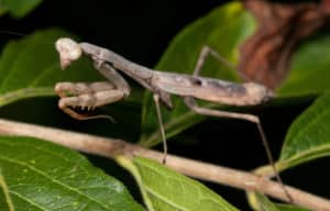 9 Truly Magnificent Mantises l Our Breathing Planet