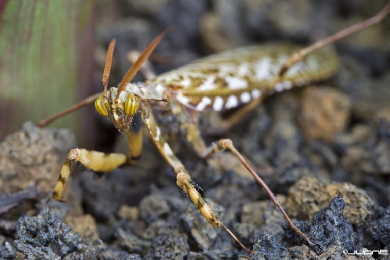 Devil's Flower Mantis l Remarkable - Our Breathing Planet