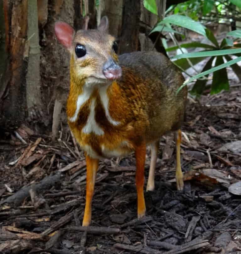 Greater Malay Chevrotain l Very Rare - Our Breathing Planet
