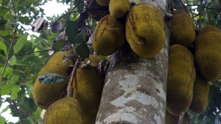 Jackfruit Tree l Astounding Fruit - Our Breathing Planet