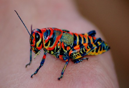 Rainbow Grasshopper l Breathtaking - Our Breathing Planet