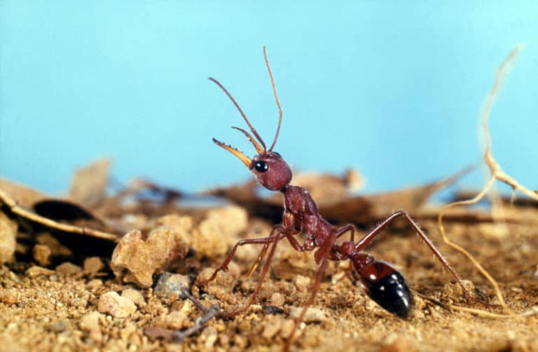 Bulldog Ant l Tenaciously Aggressive - Our Breathing Planet