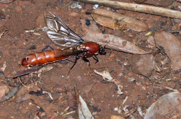 Driver Ant l Remarkably Powerful Stinger - Our Breathing Planet