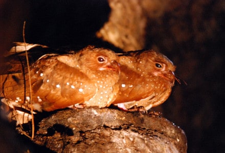 Oilbird l Extremely Impressive - Our Breathing Planet