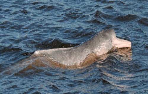 Spectacular Dolphins Throughout Our World - Our Breathing Planet