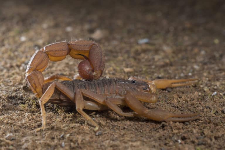 Indian Red Scorpion l Deadly Beauty - Our Breathing Planet